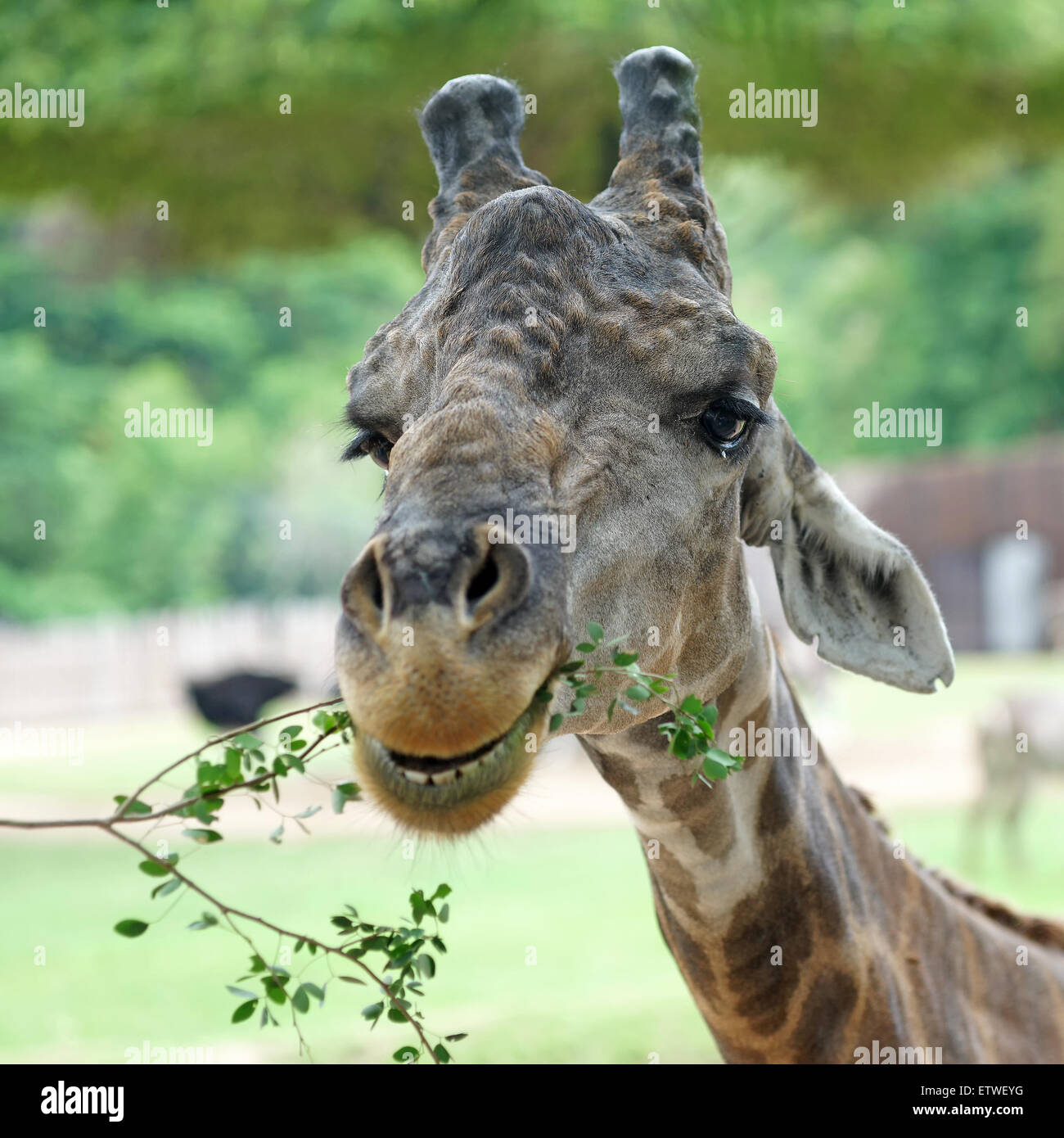 Closeup of giraffe eating food with green nature background Stock Photo ...