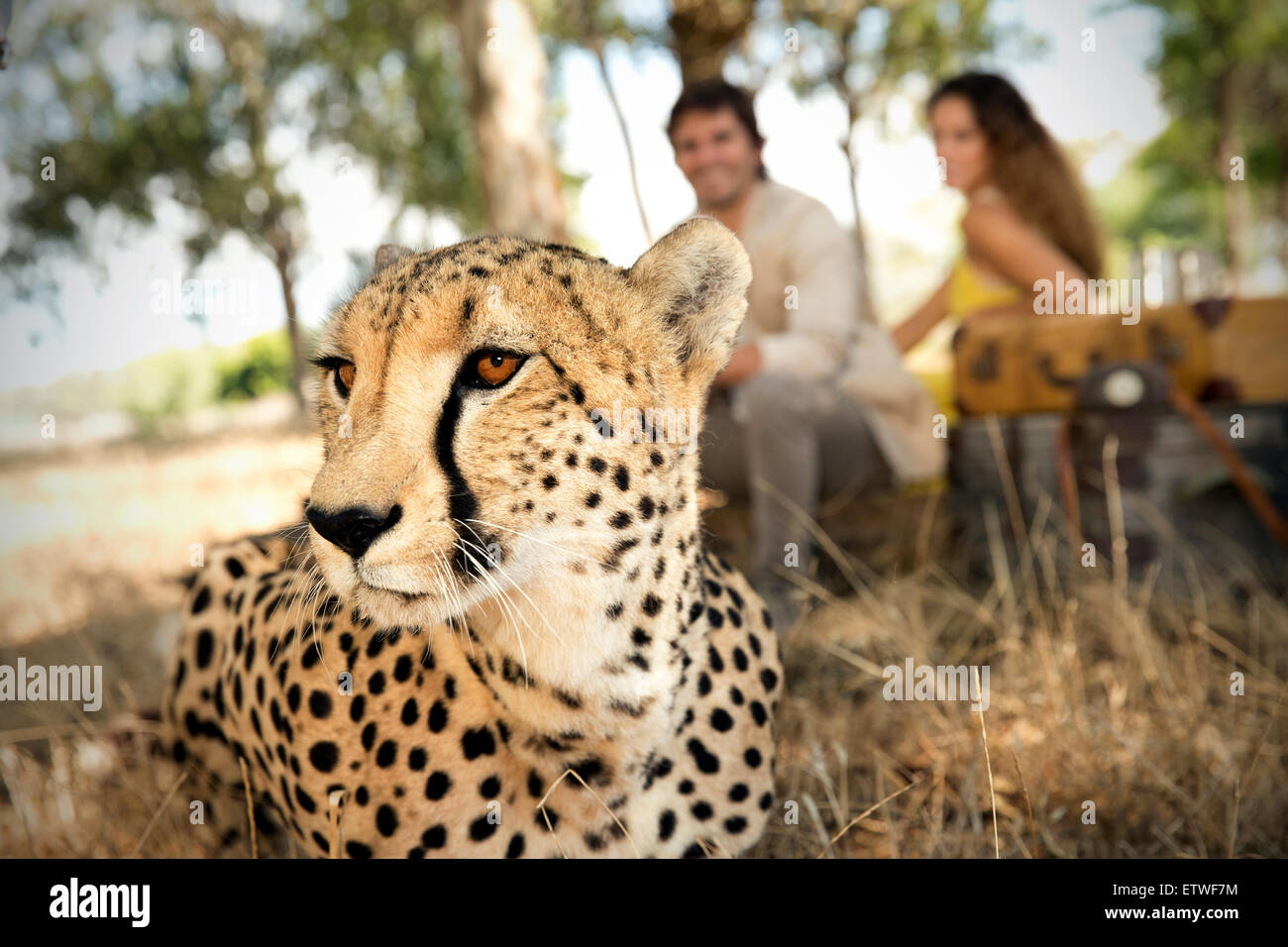 Cheetah safari experience hi-res stock photography and images - Alamy