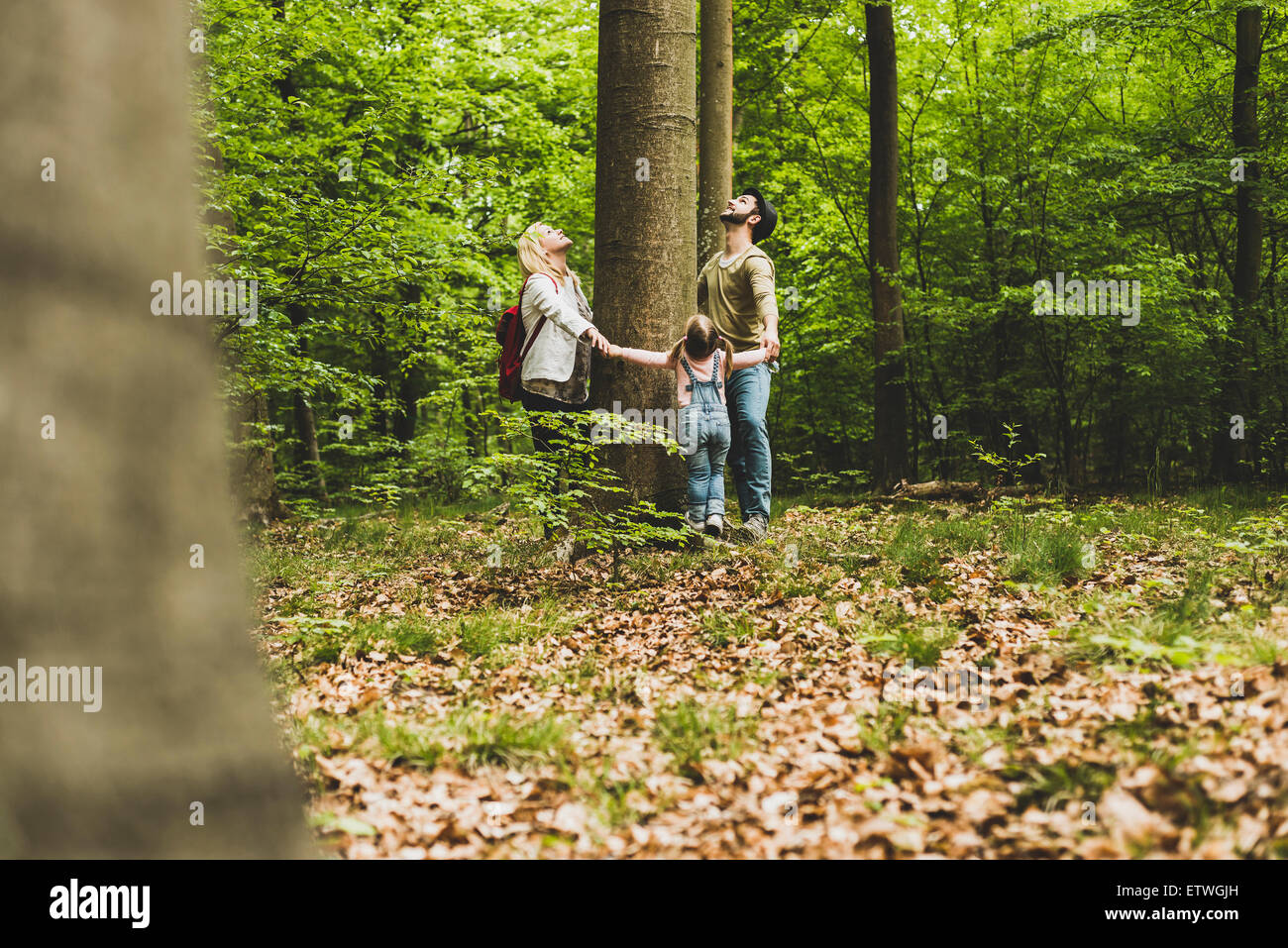Family in forest standing around tree trunk looking up Stock Photo - Alamy