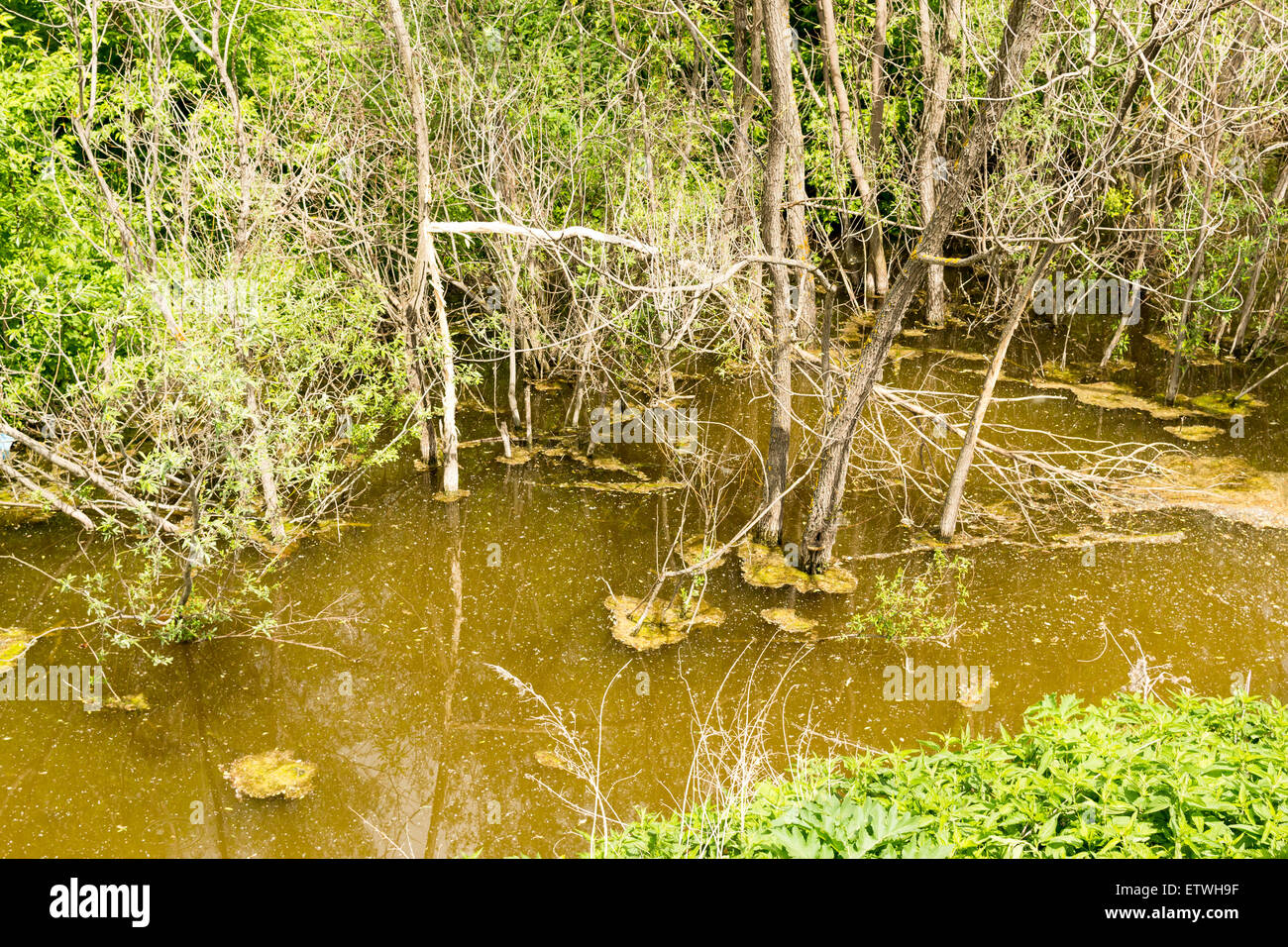Murky swamp hi-res stock photography and images - Alamy