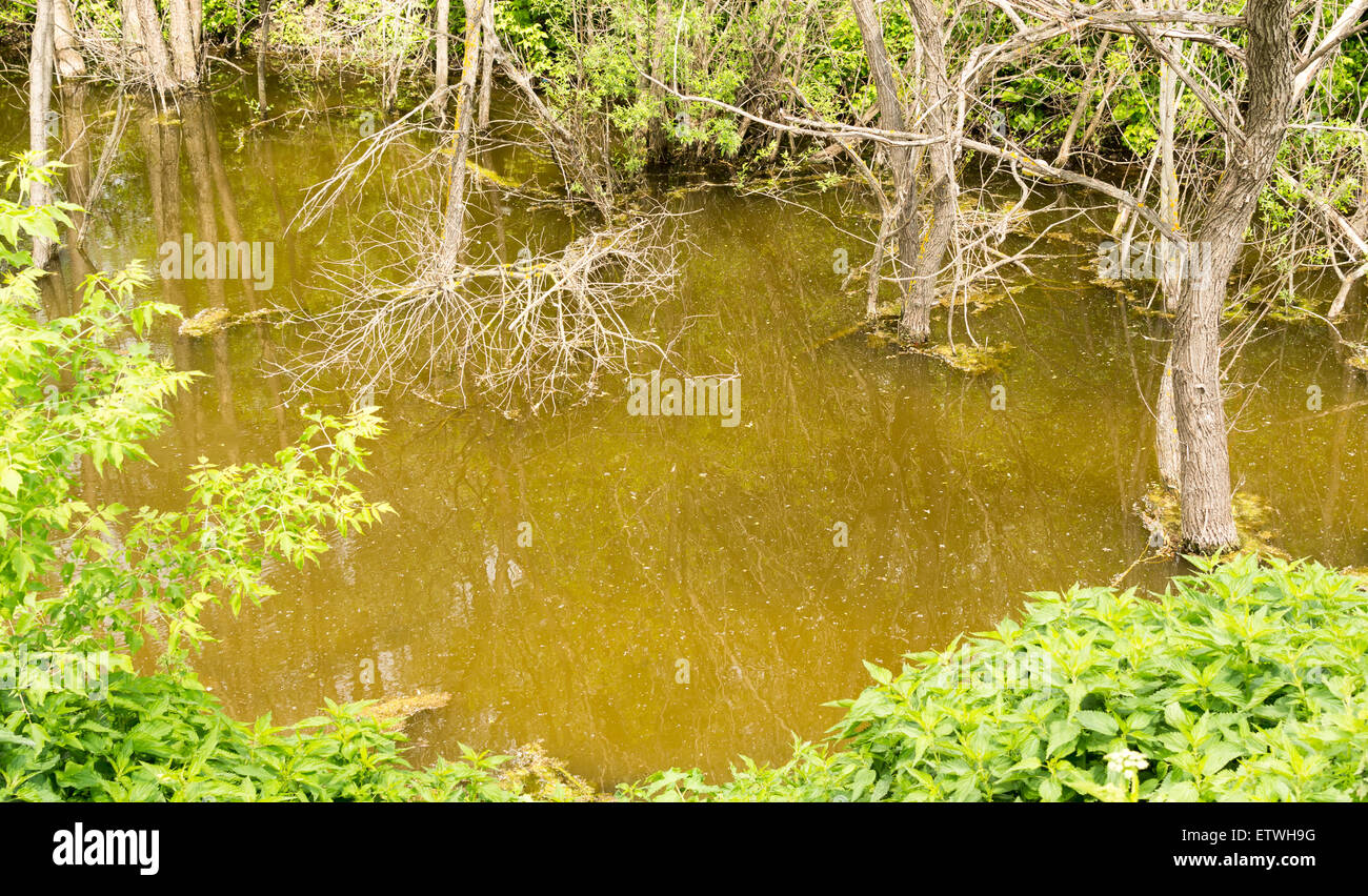 Wild swamp water and murky green brown water Stock Photo - Alamy