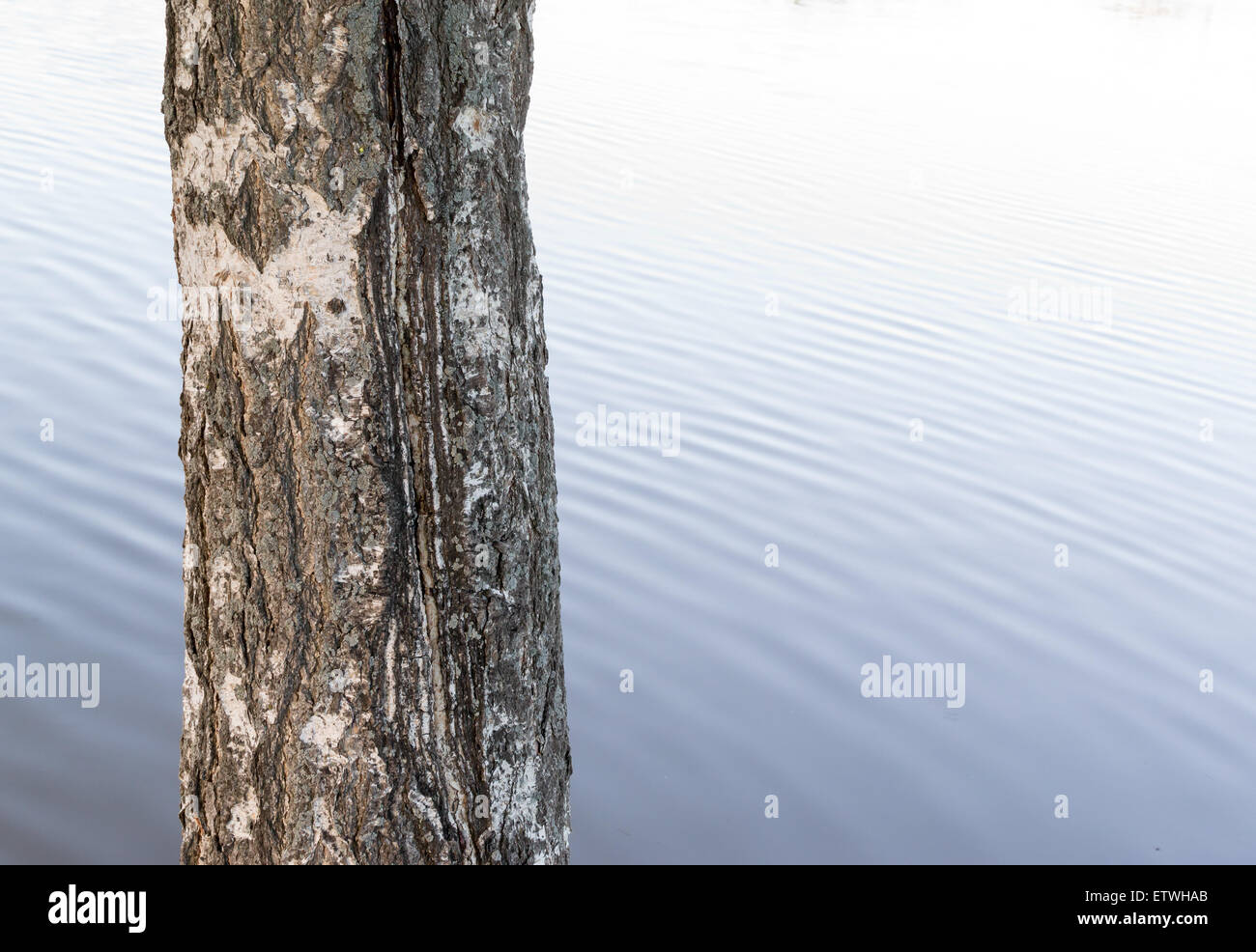 One established birch tree trunk growing with pond water surface in the ...