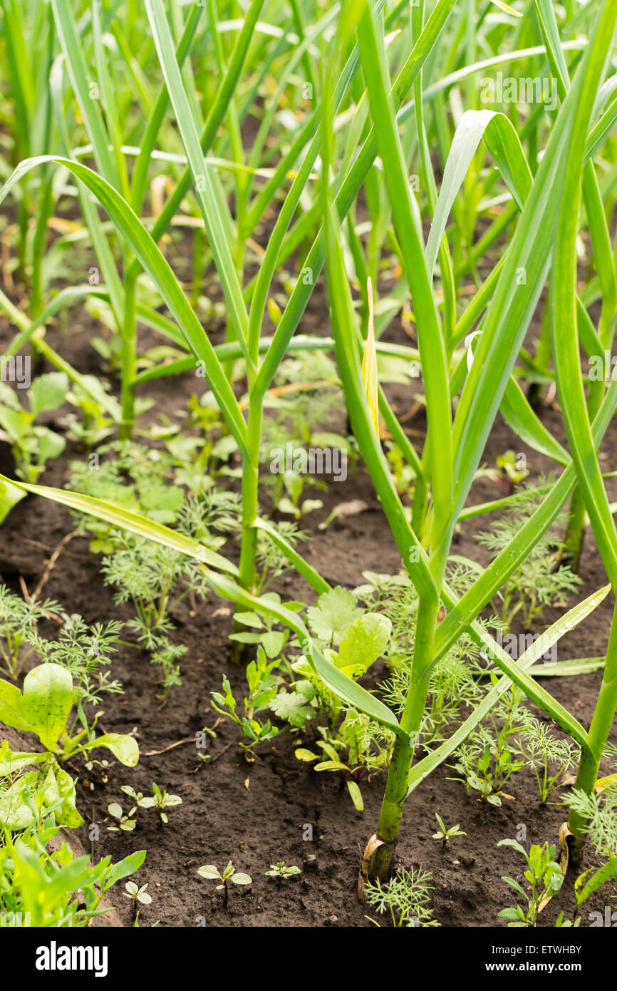 Rows of organic natural garlic bulbs growing in freshly rain watered ...