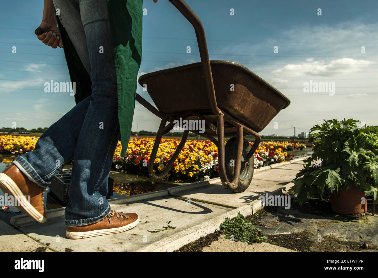 Person pushing a wheelbarrow hi-res stock photography and images - Alamy