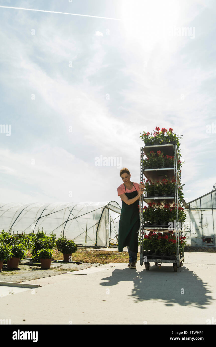 Pushing cart hi-res stock photography and images - Alamy