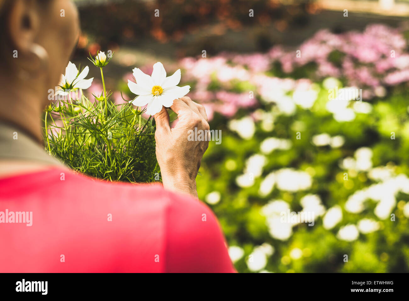 Woman in nursery examining flower Stock Photo - Alamy