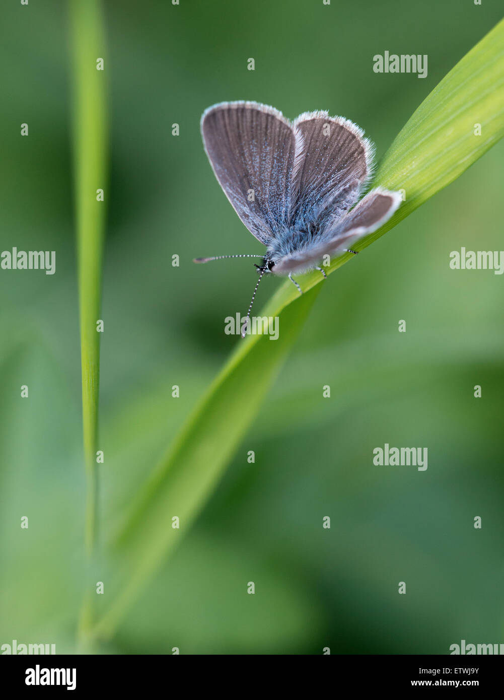 Small blue butterfly hi-res stock photography and images - Alamy