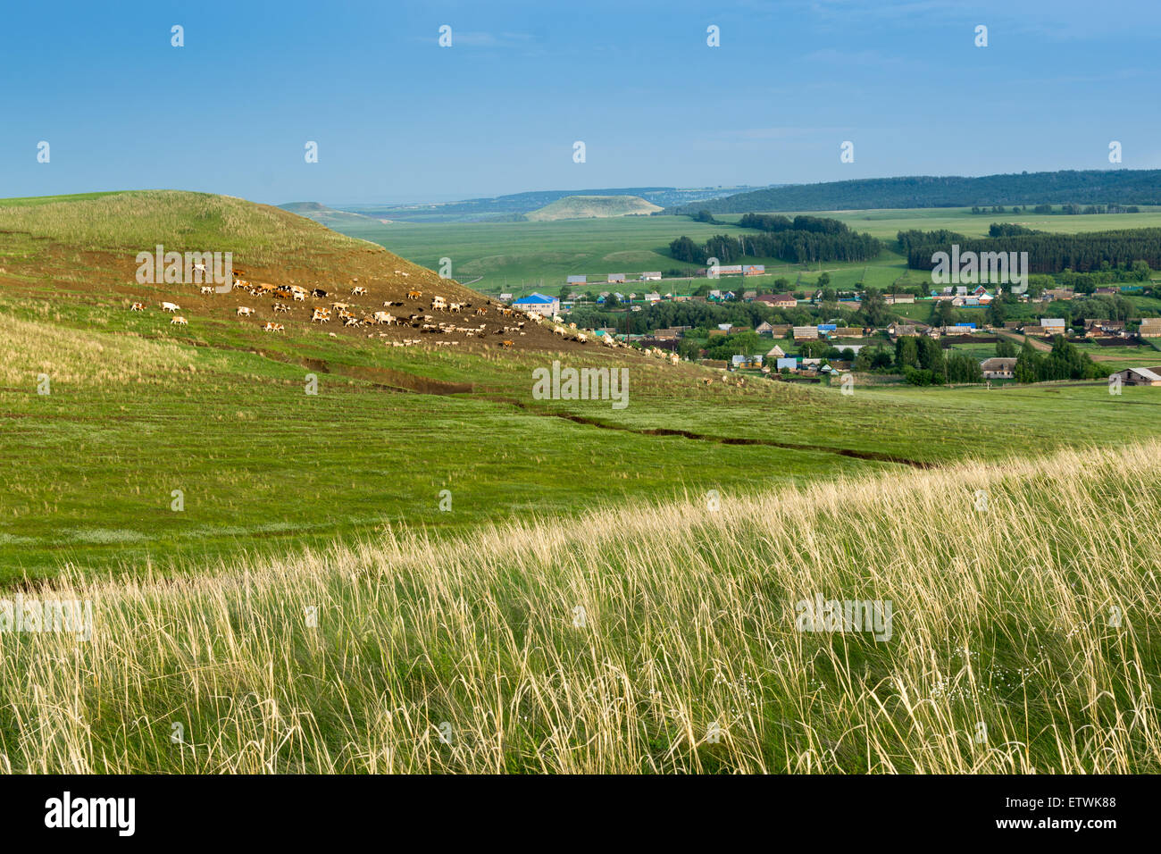 Hay grass grows in a field as a herd of village cows and sheep move in ...