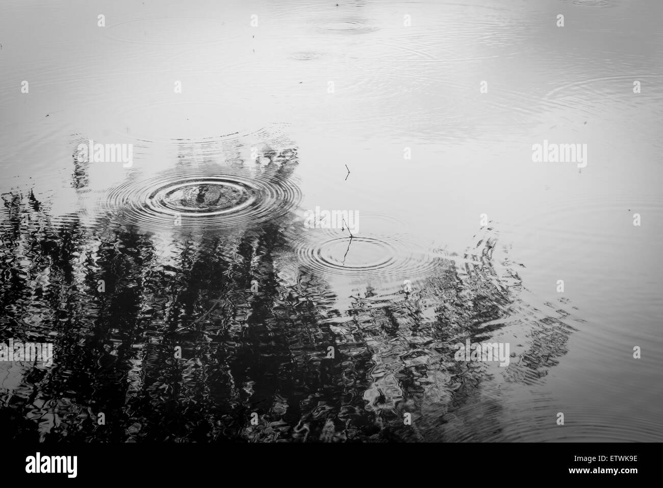 Raindrops causing ripples on the surface of a pond against a reflection ...