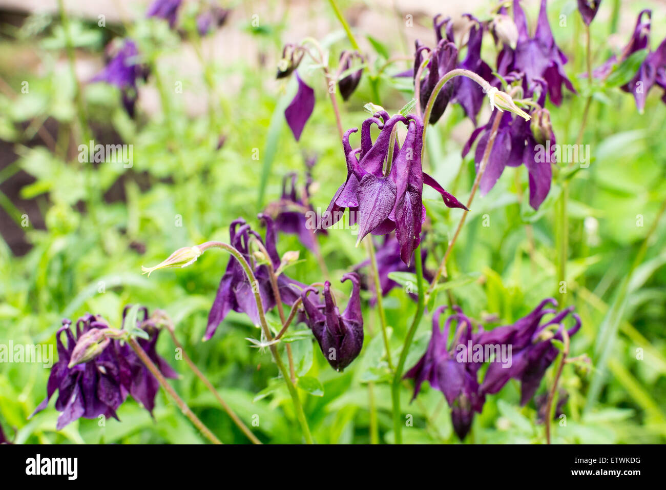 Group of wilting purple Iris flowers Stock Photo - Alamy