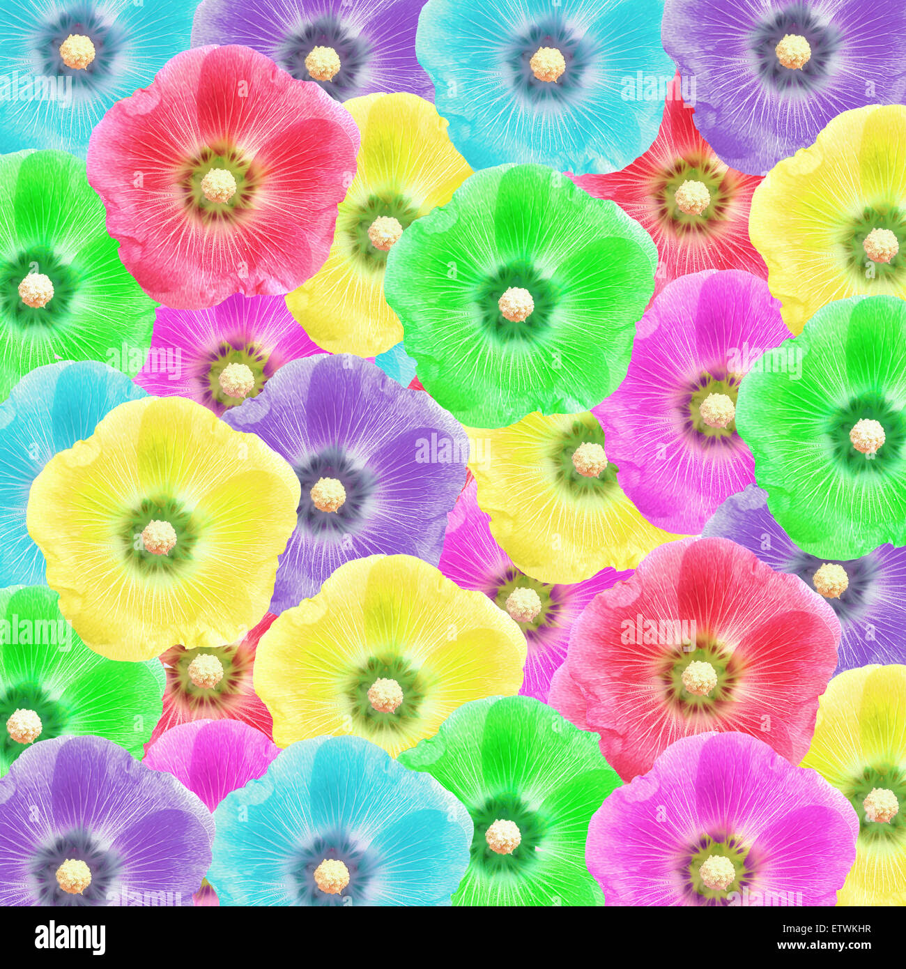 exotic color hollyhock flower as nature background Stock Photo - Alamy