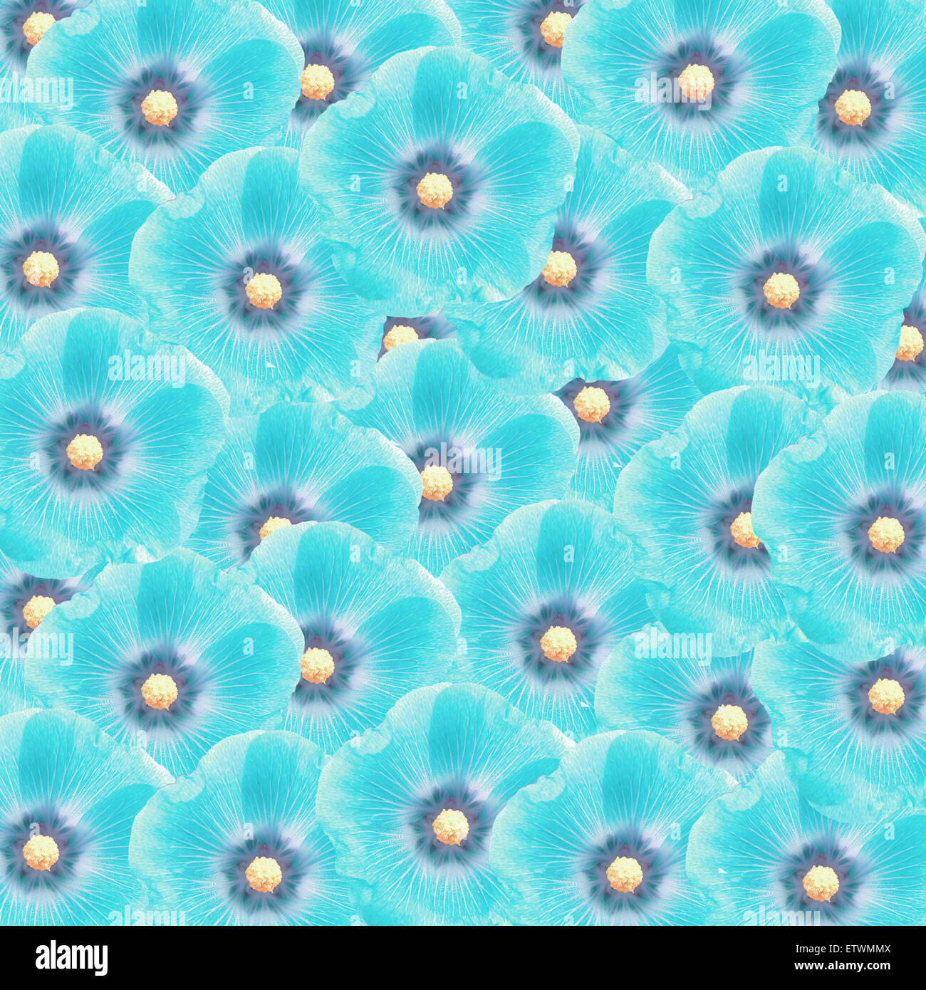 exotic blue color hollyhock flower as nature background Stock Photo - Alamy