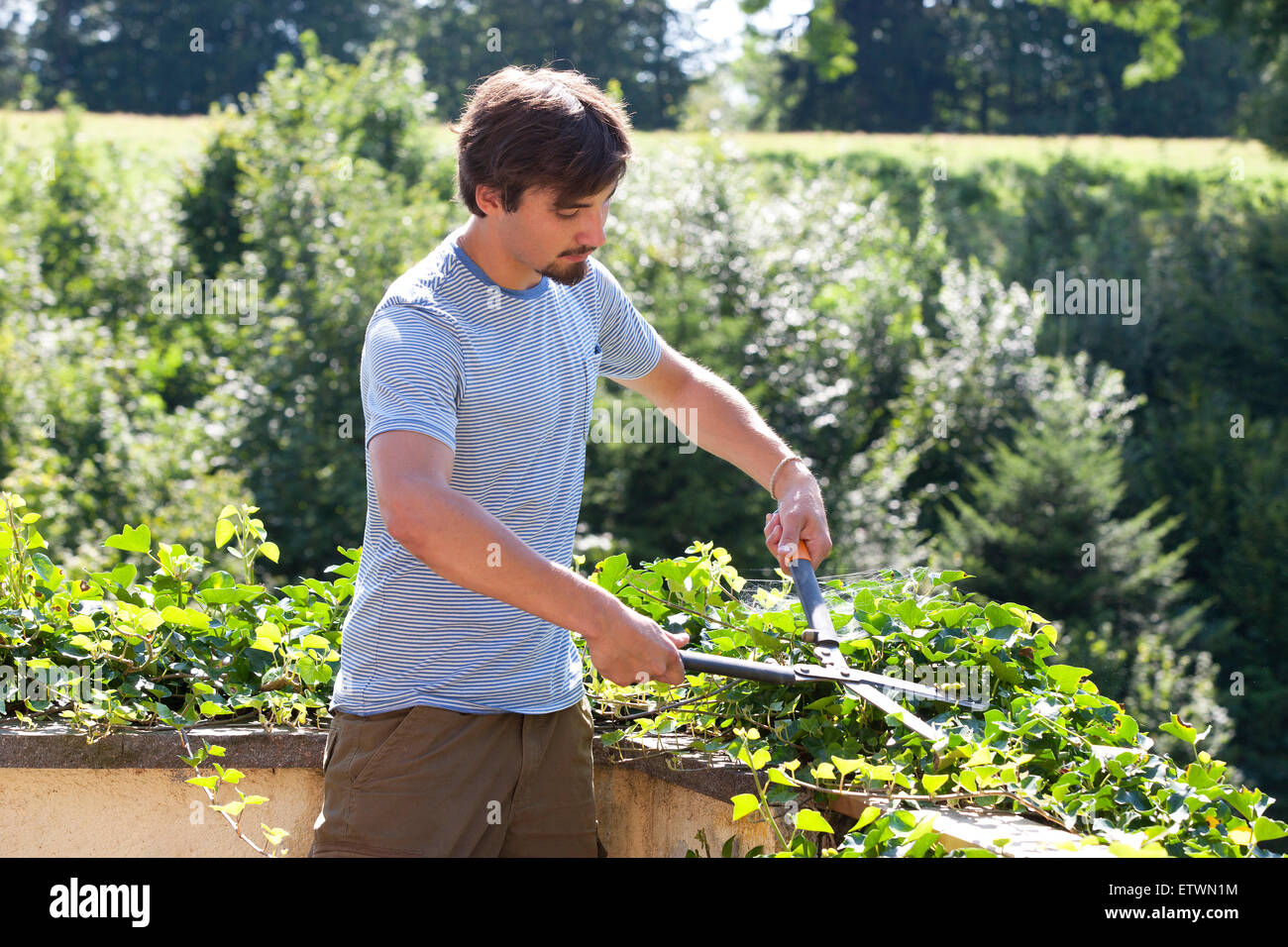 Young man pruning plants with pruner Stock Photo - Alamy
