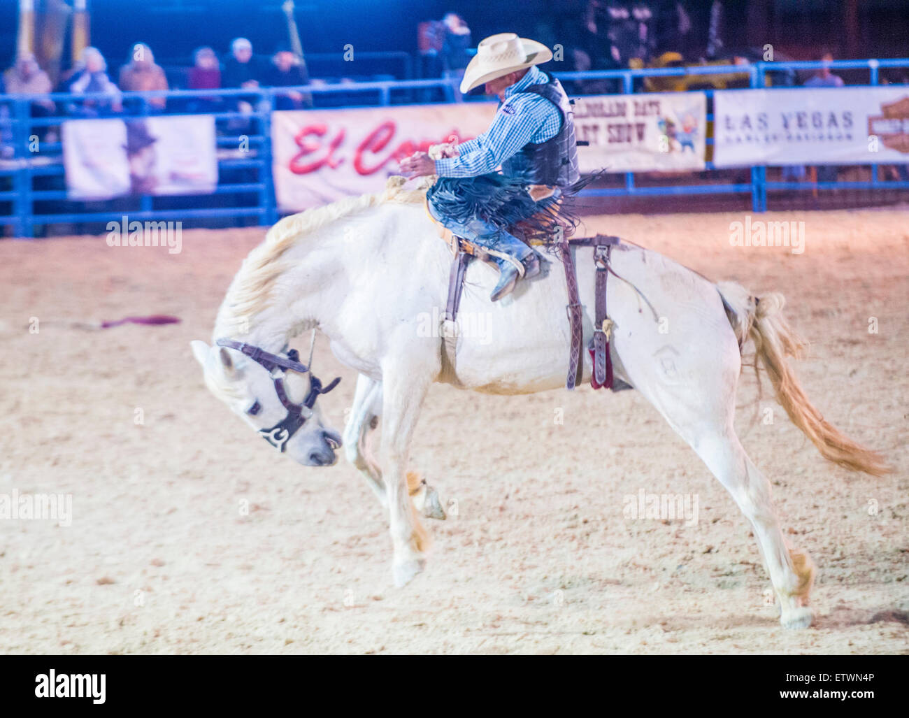 Cowboy Participating in a Bucking Horse Competition at the Helldorado ...
