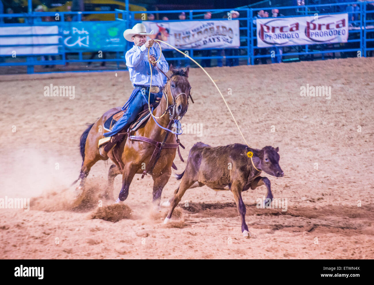 Cowboy Participating in a Calf roping Competition at the Helldorado ...