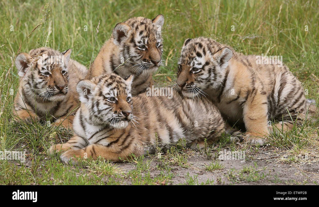 Berlin, Germany. 16th June, 2015. Four Siberian tiger cubs are ...