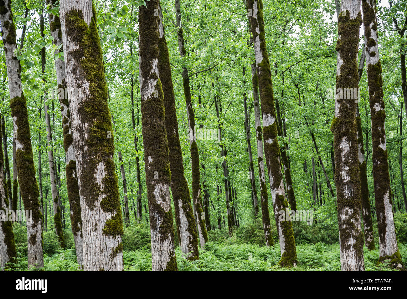Iran forest hi-res stock photography and images - Alamy