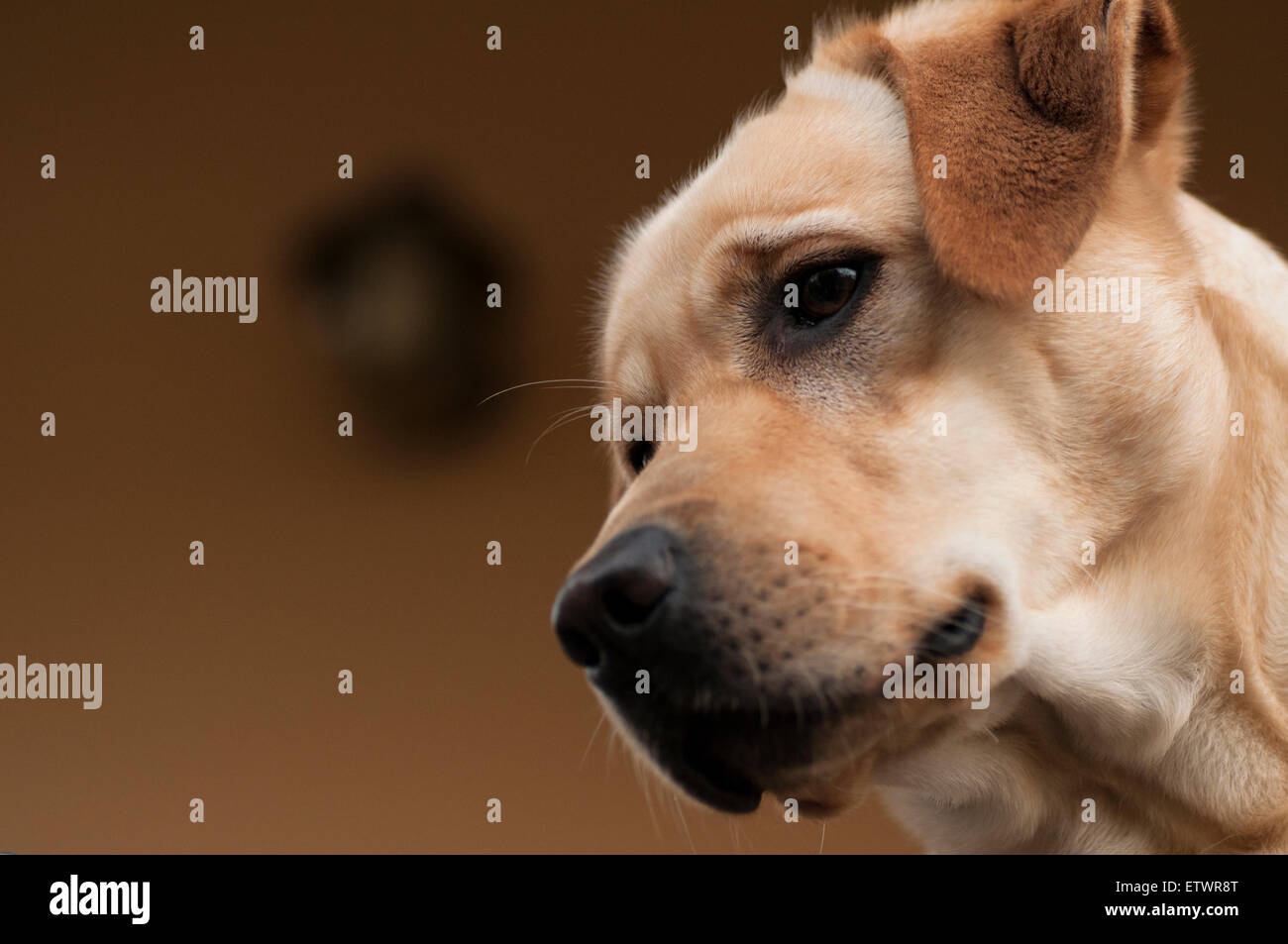 Happy and friendly Labrador Retriever Stock Photo - Alamy