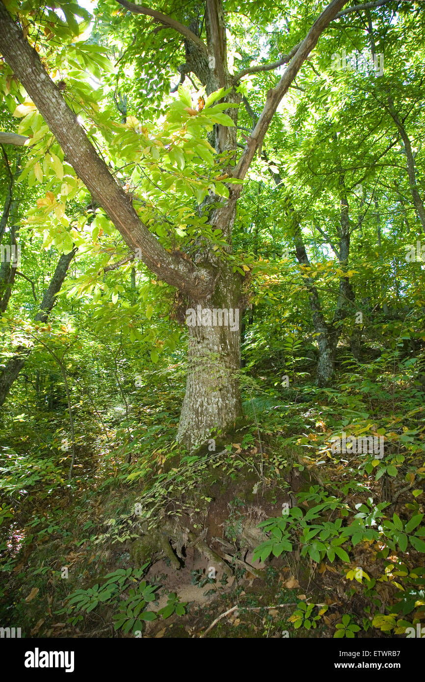 Chestnut tree tuscany italy hi-res stock photography and images - Alamy