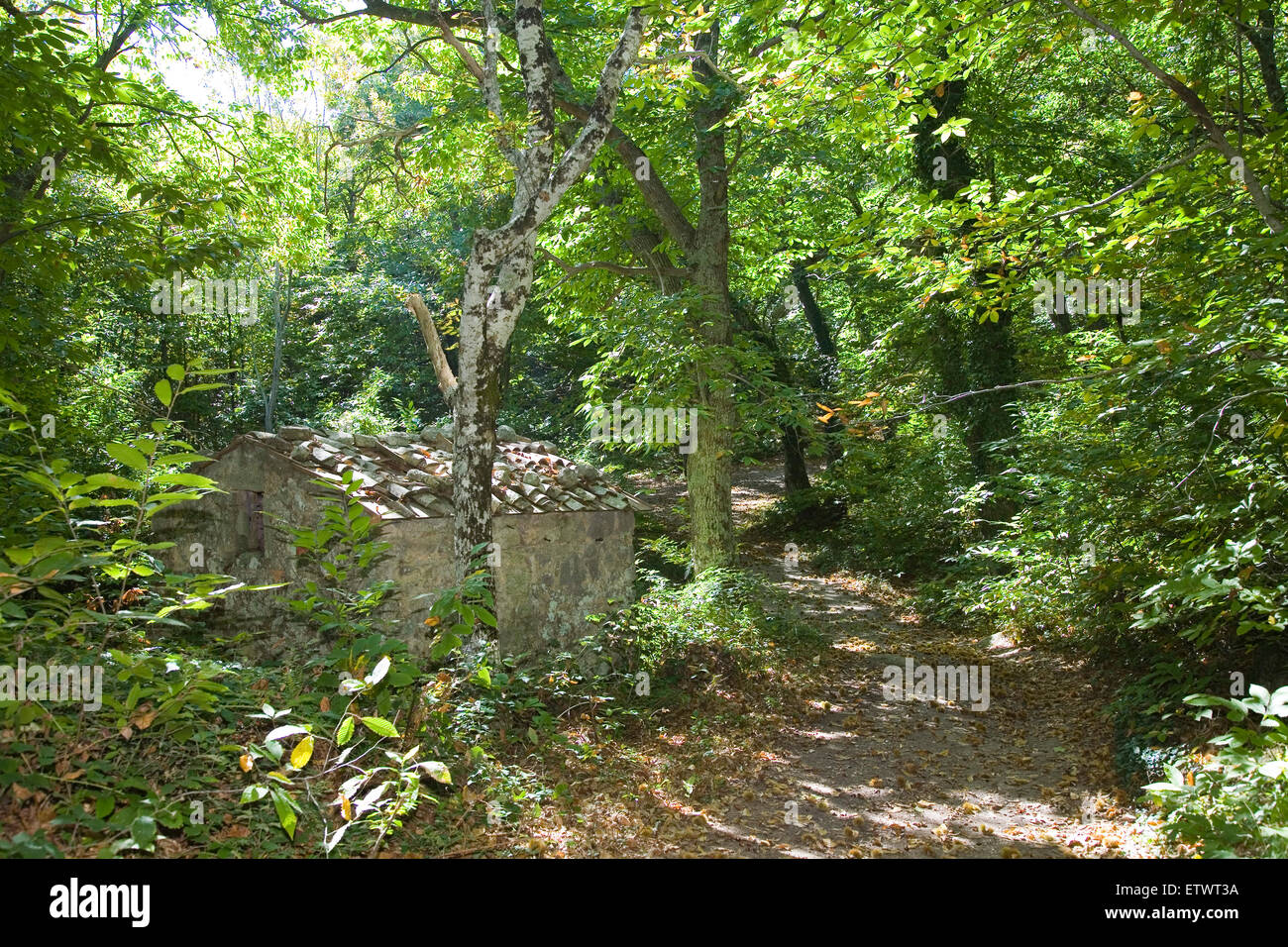 Chestnut tree tuscany italy hi-res stock photography and images - Alamy
