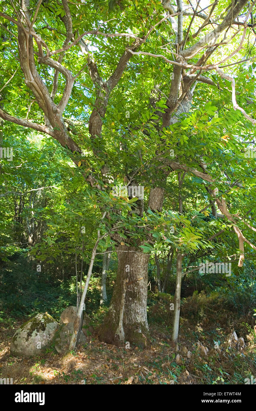 Chestnut tree tuscany italy hi-res stock photography and images - Alamy
