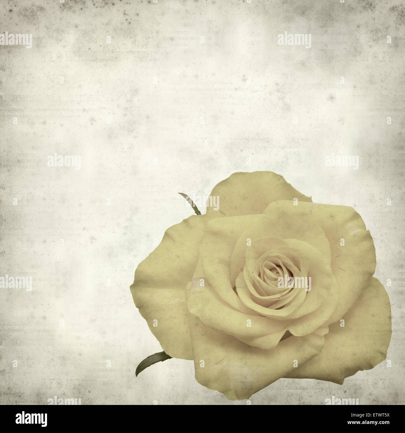 textured old paper background with open yellow rose Stock Photo - Alamy