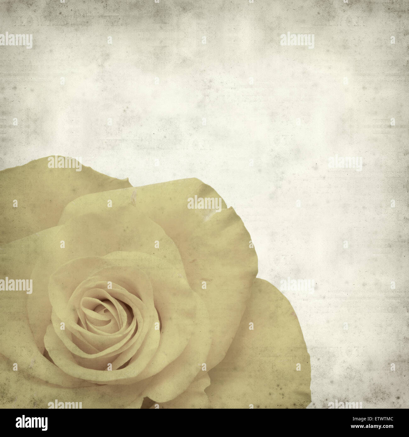 textured old paper background with open yellow rose Stock Photo - Alamy