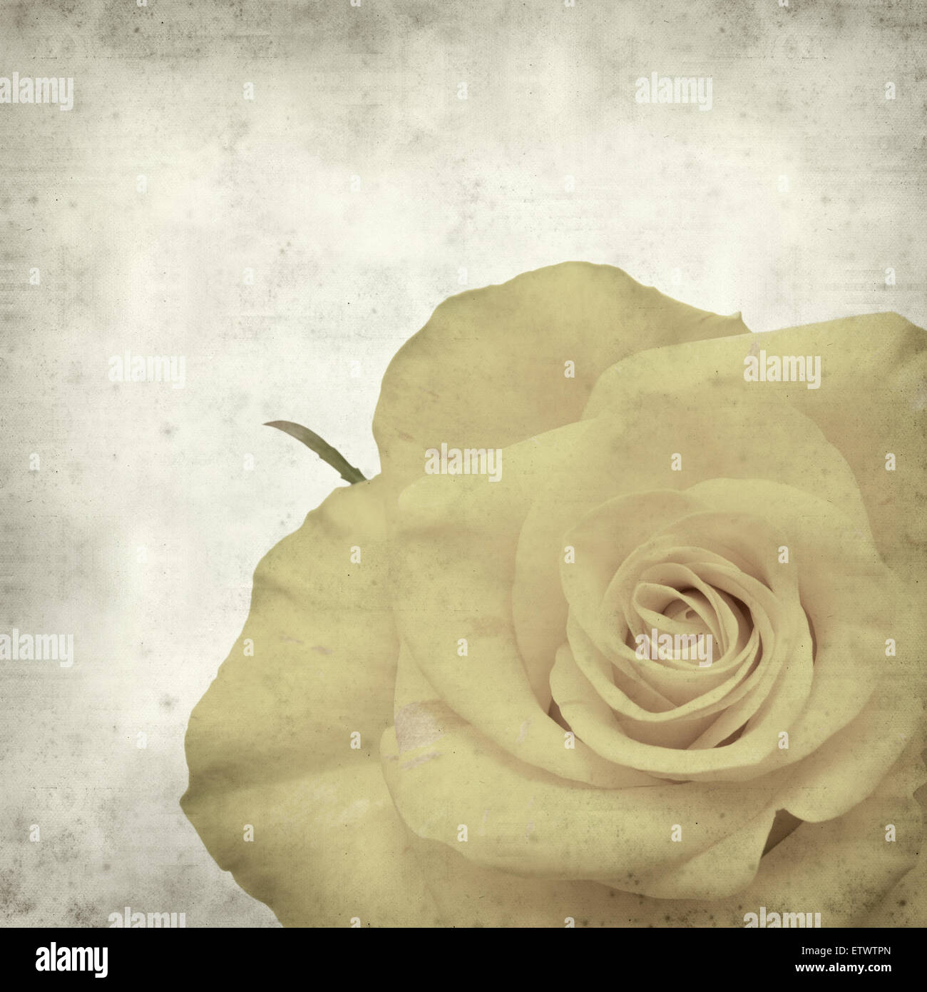 textured old paper background with open yellow rose Stock Photo - Alamy