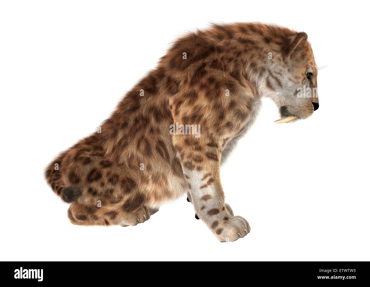 3D digital render of a big cat sabertooth isolated on white background ...