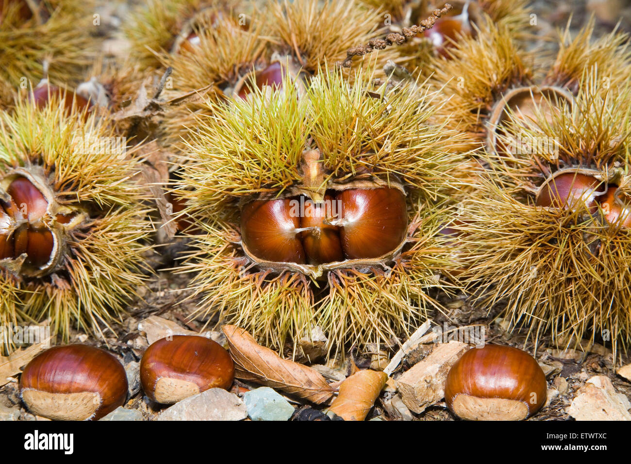 Chestnuts italy tuscany hi-res stock photography and images - Alamy