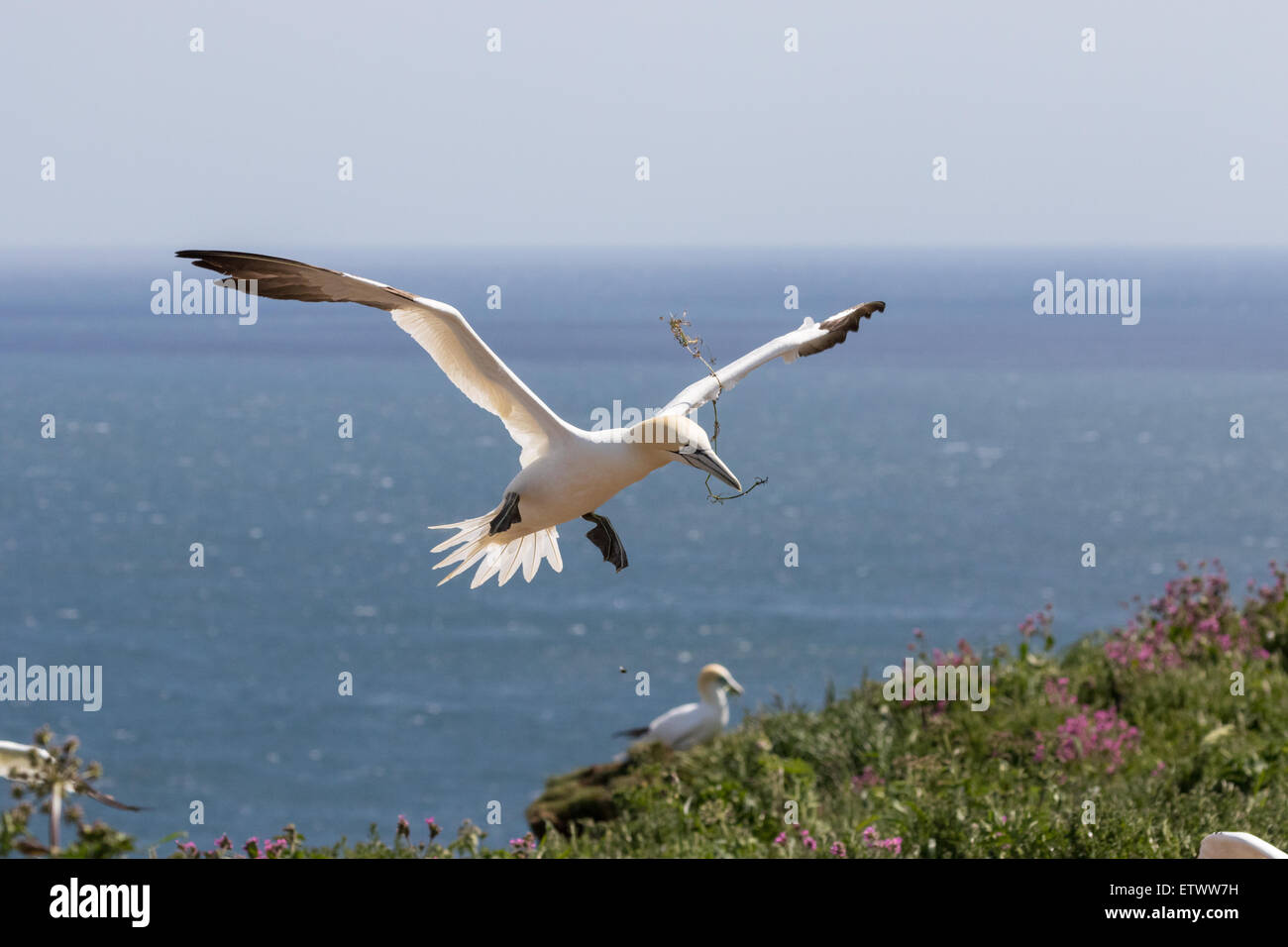 Gannets at Bempton Cliffs, East Riding of Yorkshire, England Stock ...