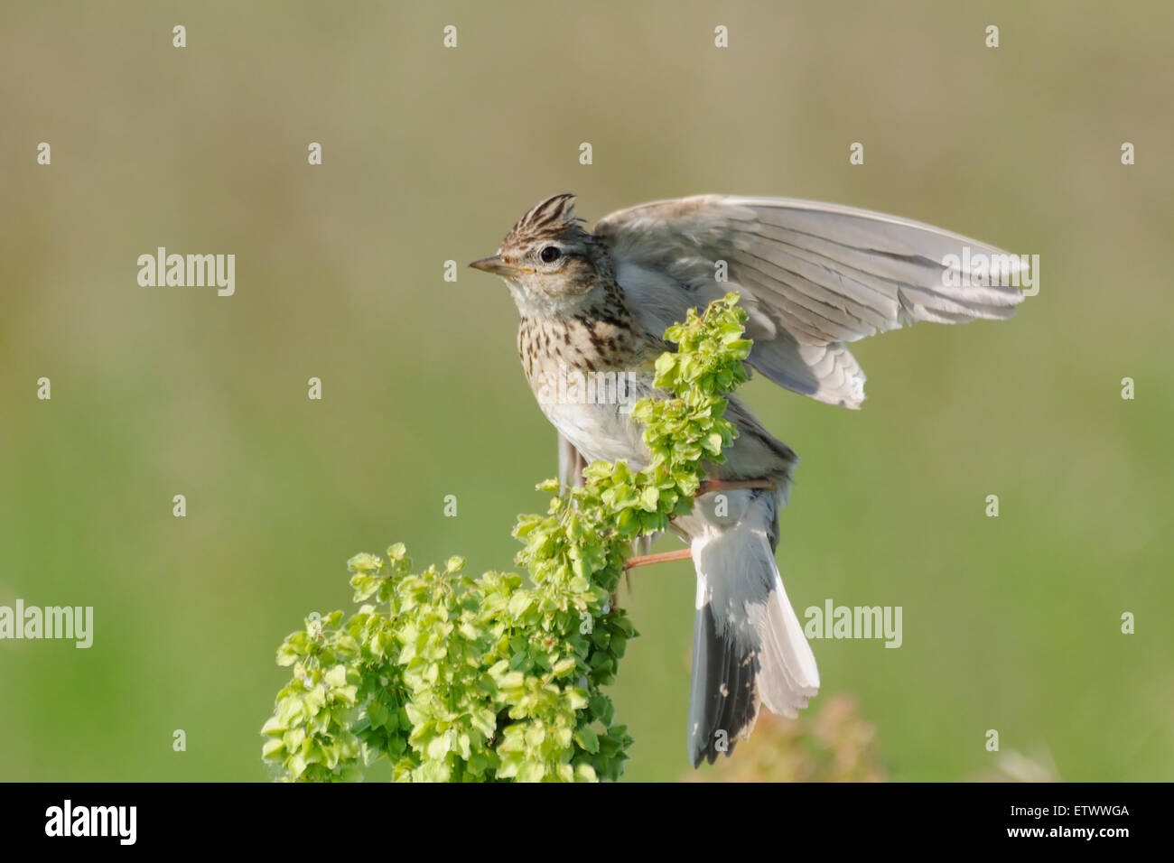 Skylark flying hi-res stock photography and images - Alamy