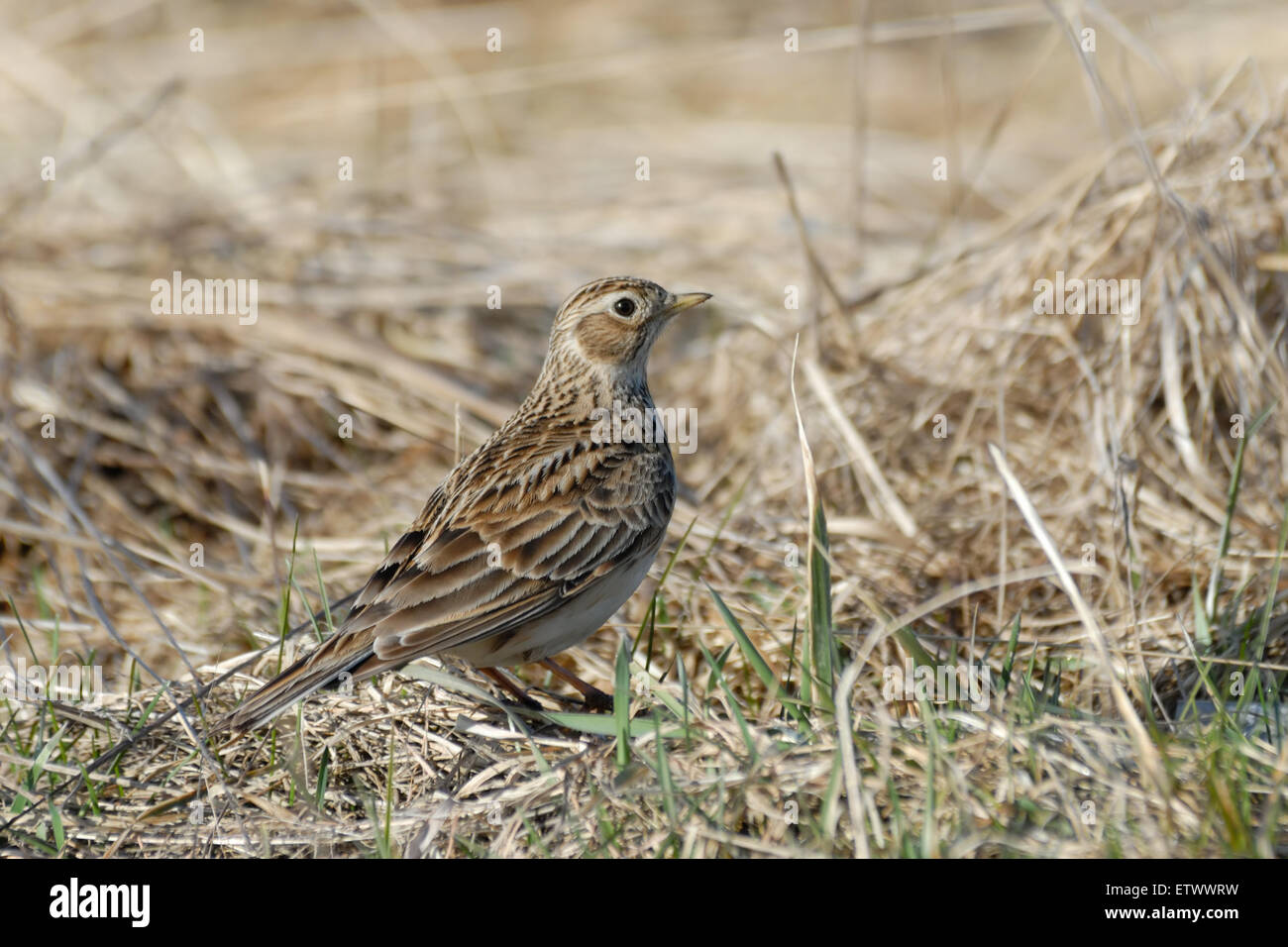 Field lark hi-res stock photography and images - Alamy