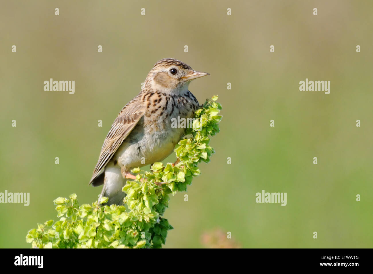 Field lark hi-res stock photography and images - Alamy