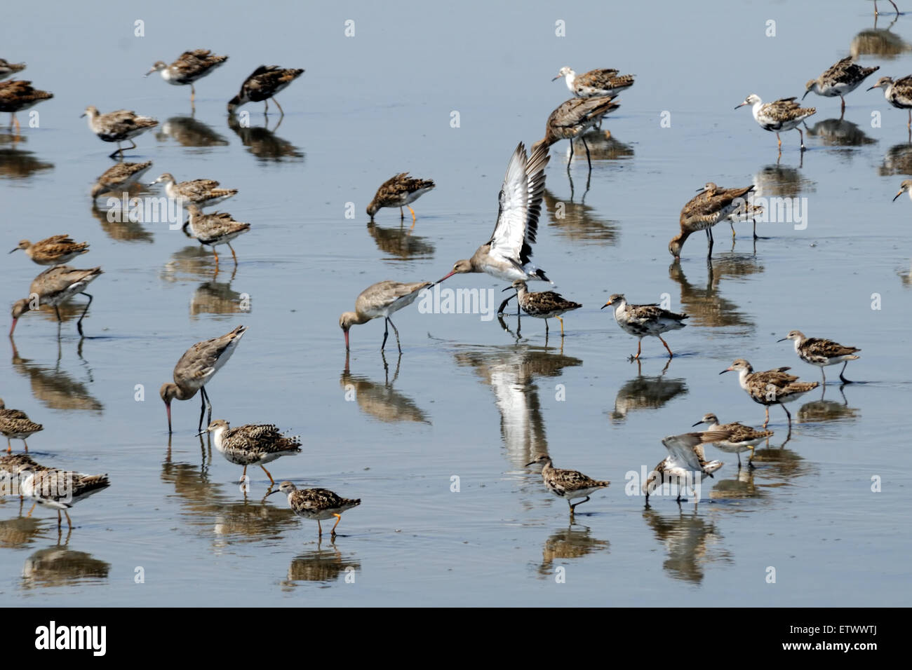 Black tailed godwit migration hi-res stock photography and images - Alamy