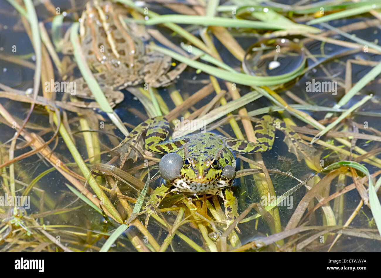 Pelophylax perezi. Beautiful green frog is at pond over plants, in ...