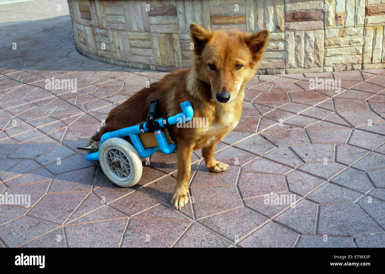 Paralyzed domestic dog with back wheels for legs to aid mobility Stock ...
