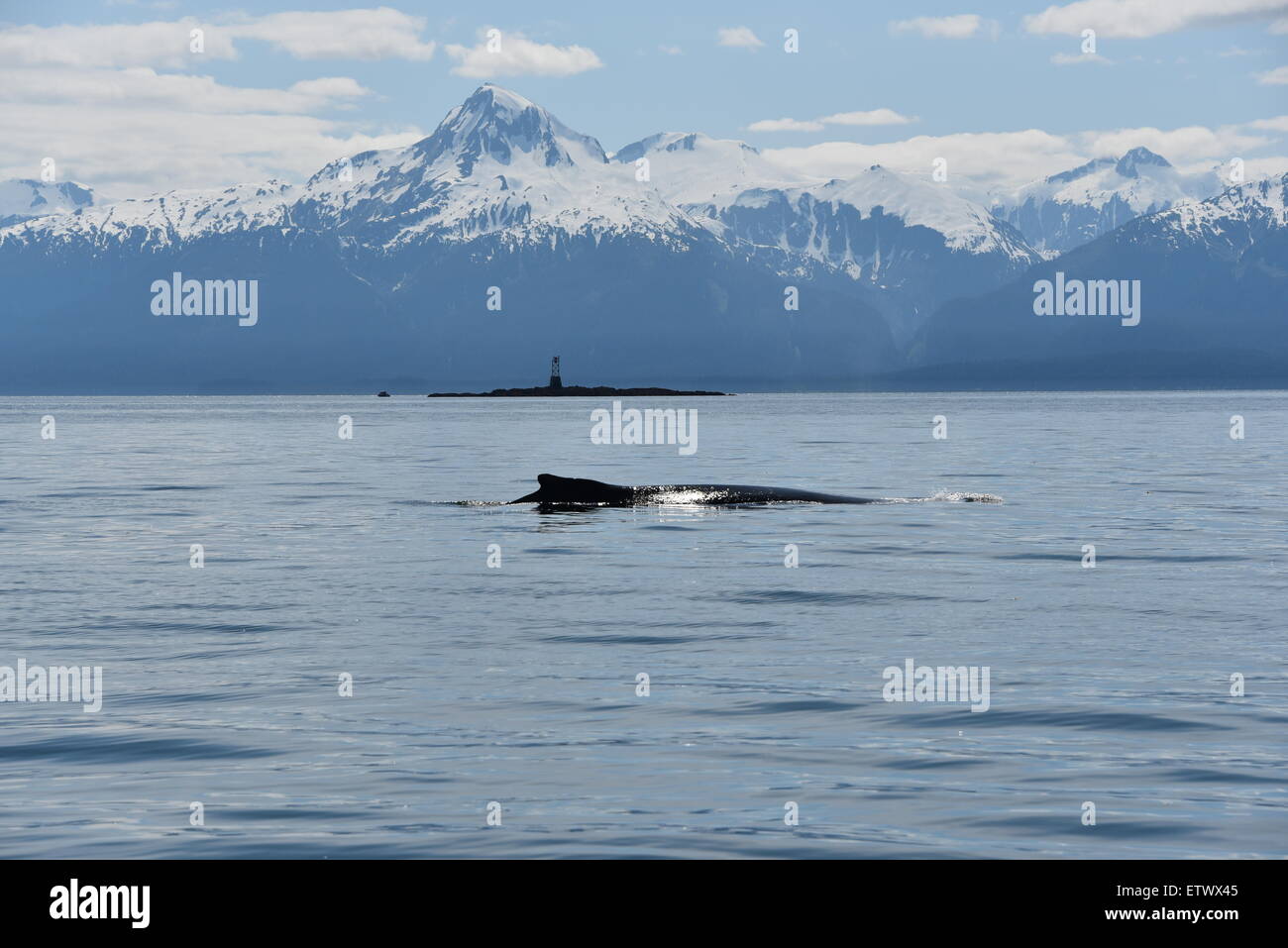 Dorsel fin hi-res stock photography and images - Alamy