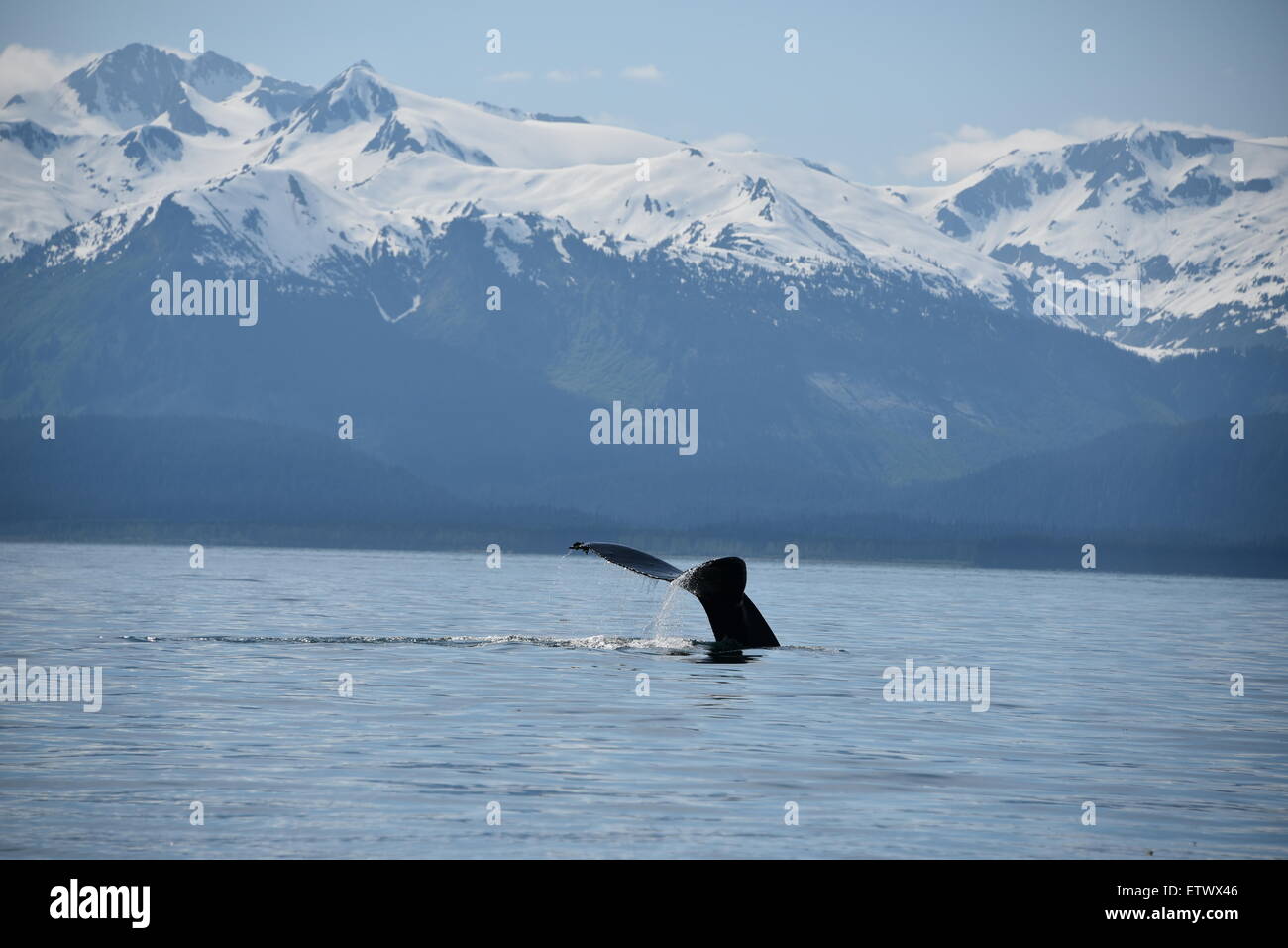 Humpback whale tail southeast alaska hi-res stock photography and ...