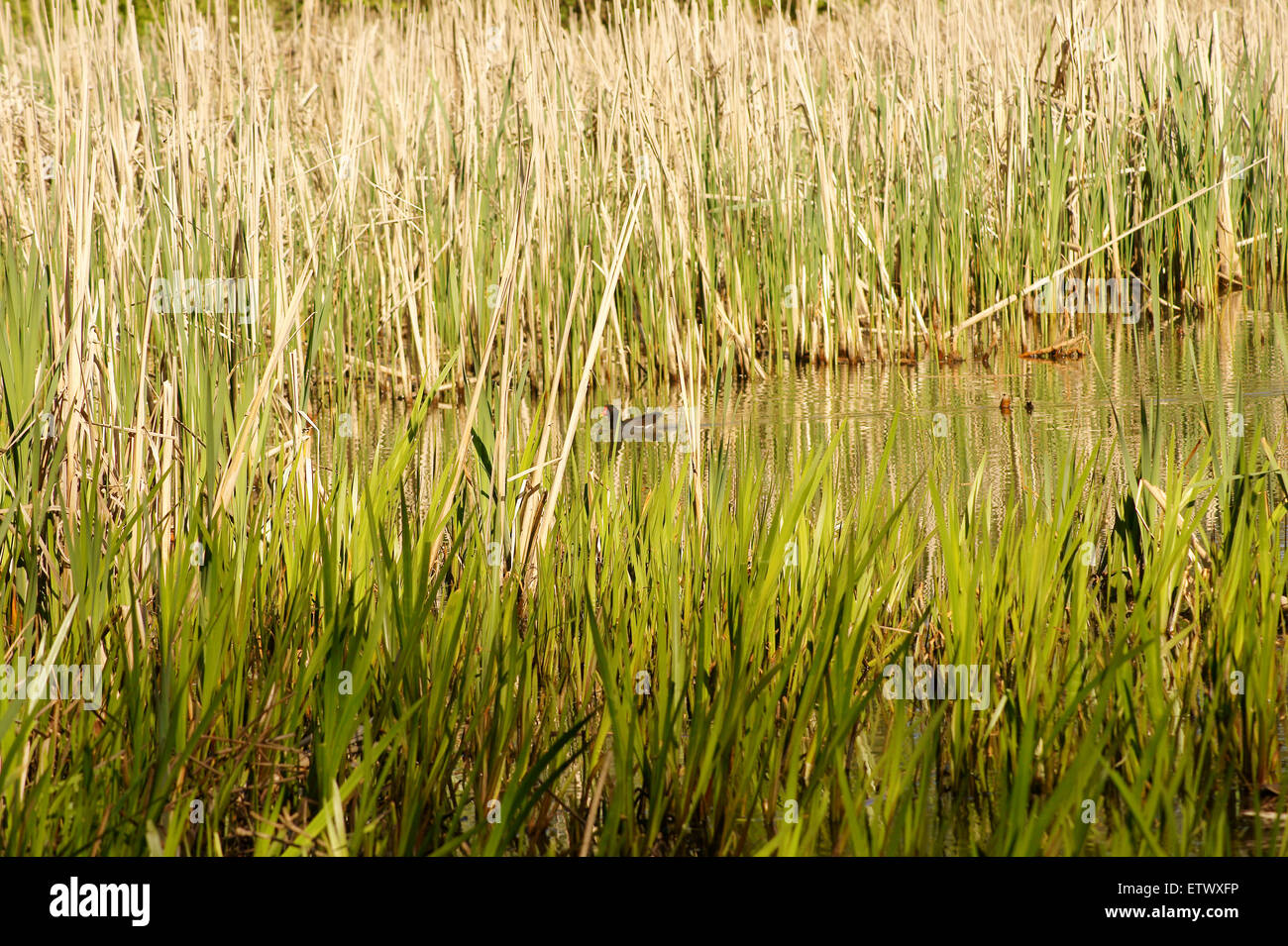 Moorhen hiding hi-res stock photography and images - Alamy