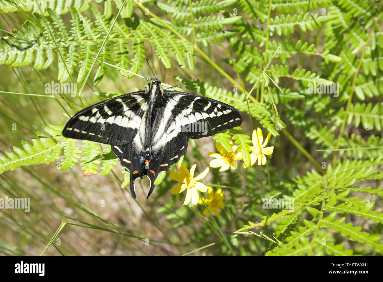 Butterflies Of Central Oregon