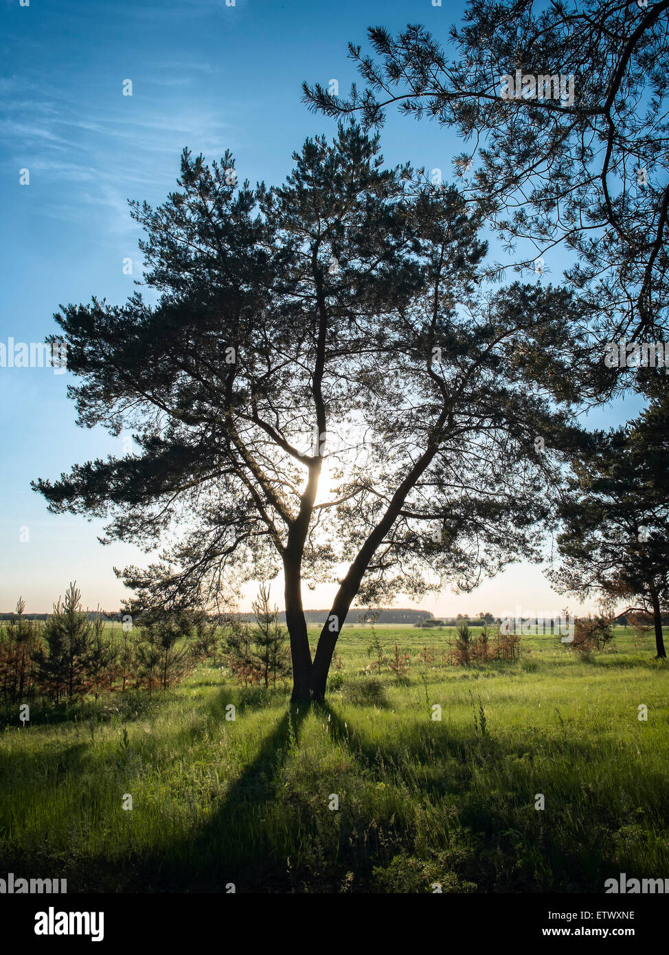 Backlit pine tree on green meadow in sun light Stock Photo - Alamy