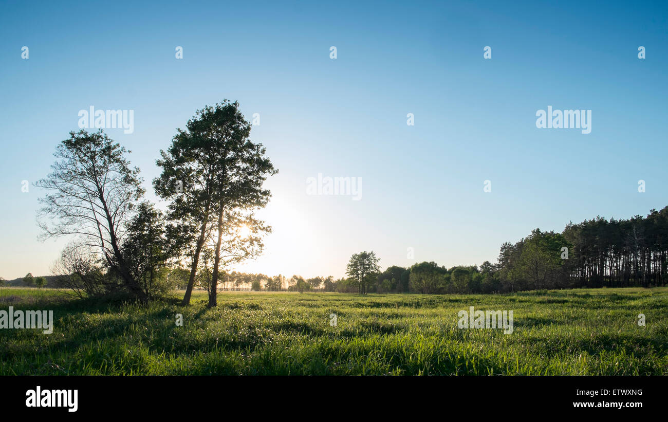 Shade trees in meadow hi-res stock photography and images - Alamy