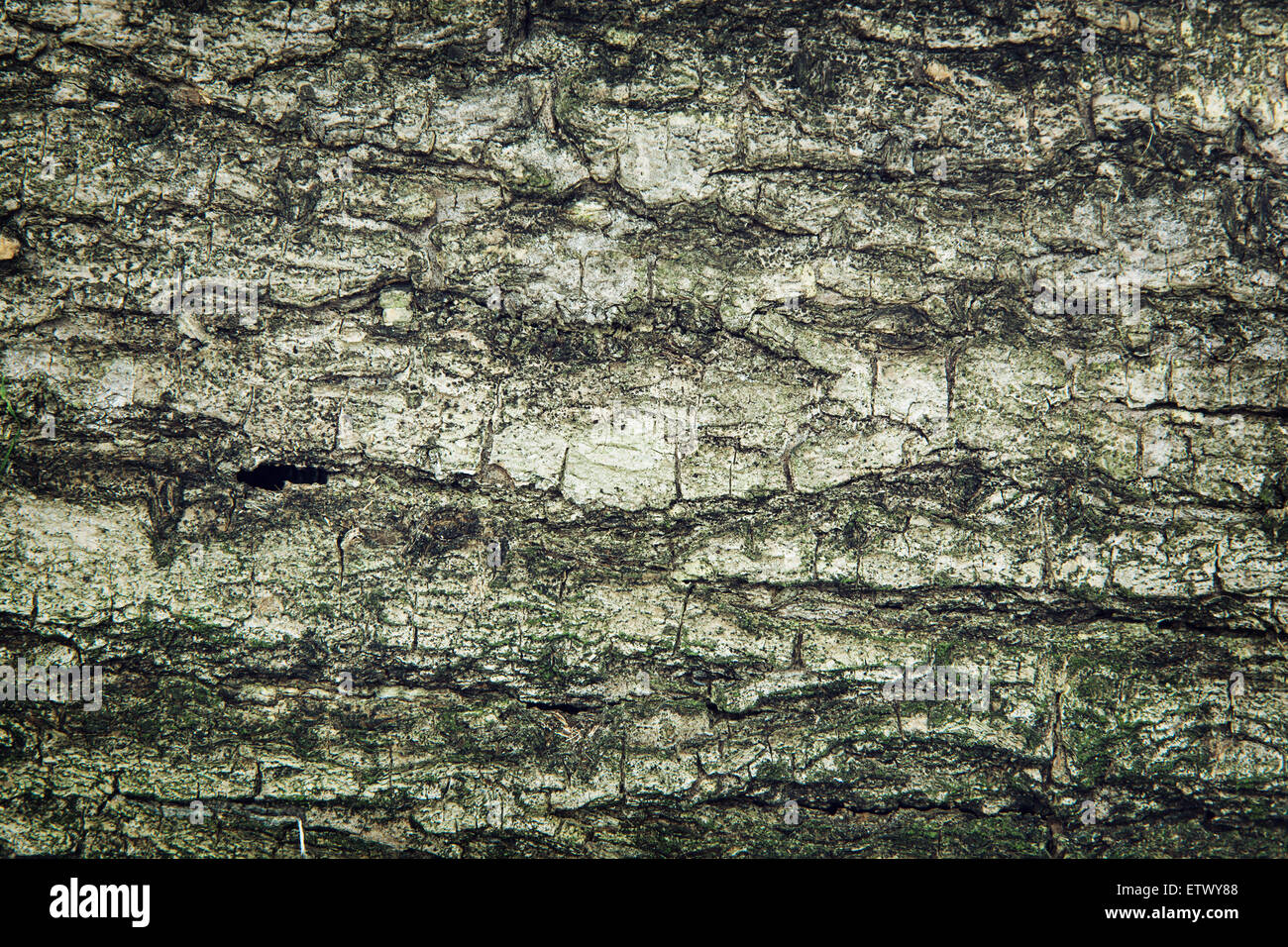 Tree bark background. Natural theme Stock Photo - Alamy