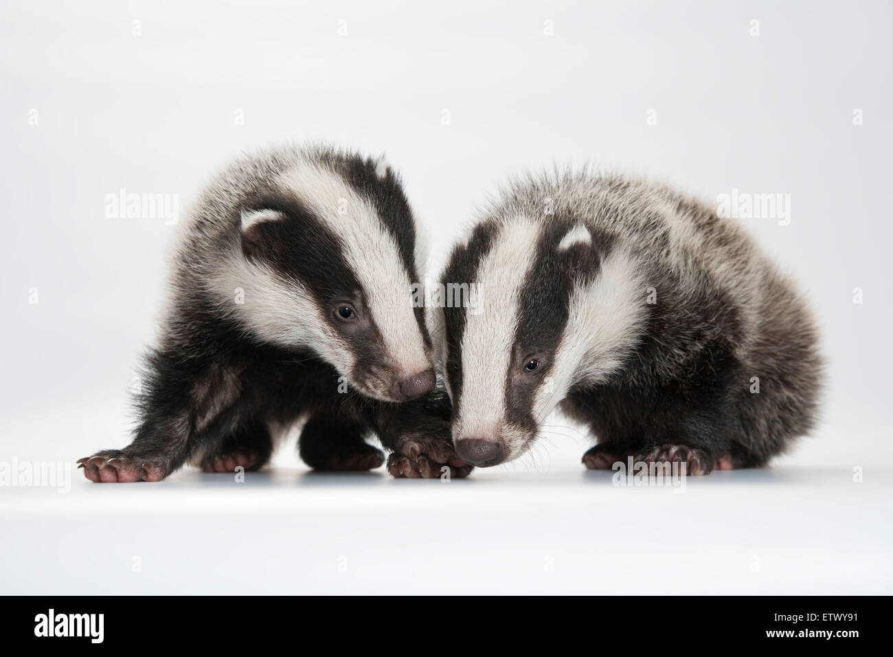 European badger (Meles meles), two young badgers, sniffing Stock Photo ...