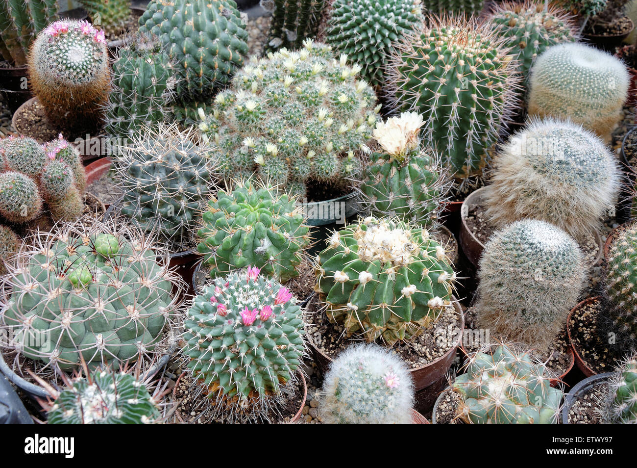 Various cactuses (Cactaceae Stock Photo - Alamy