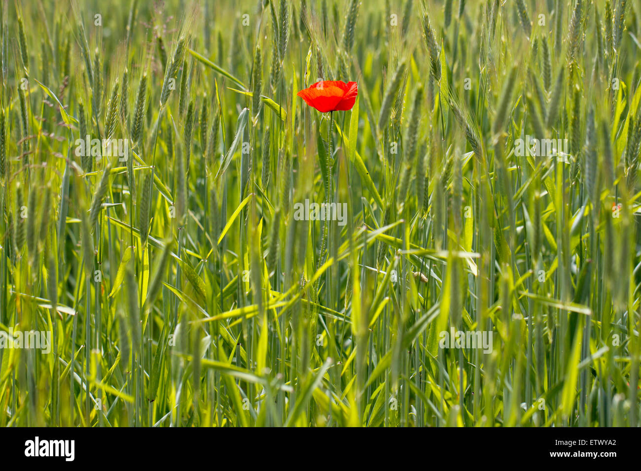 Single Poppy flower (Papaver rhoeas) in a cornfield, Canton of Thurgau ...