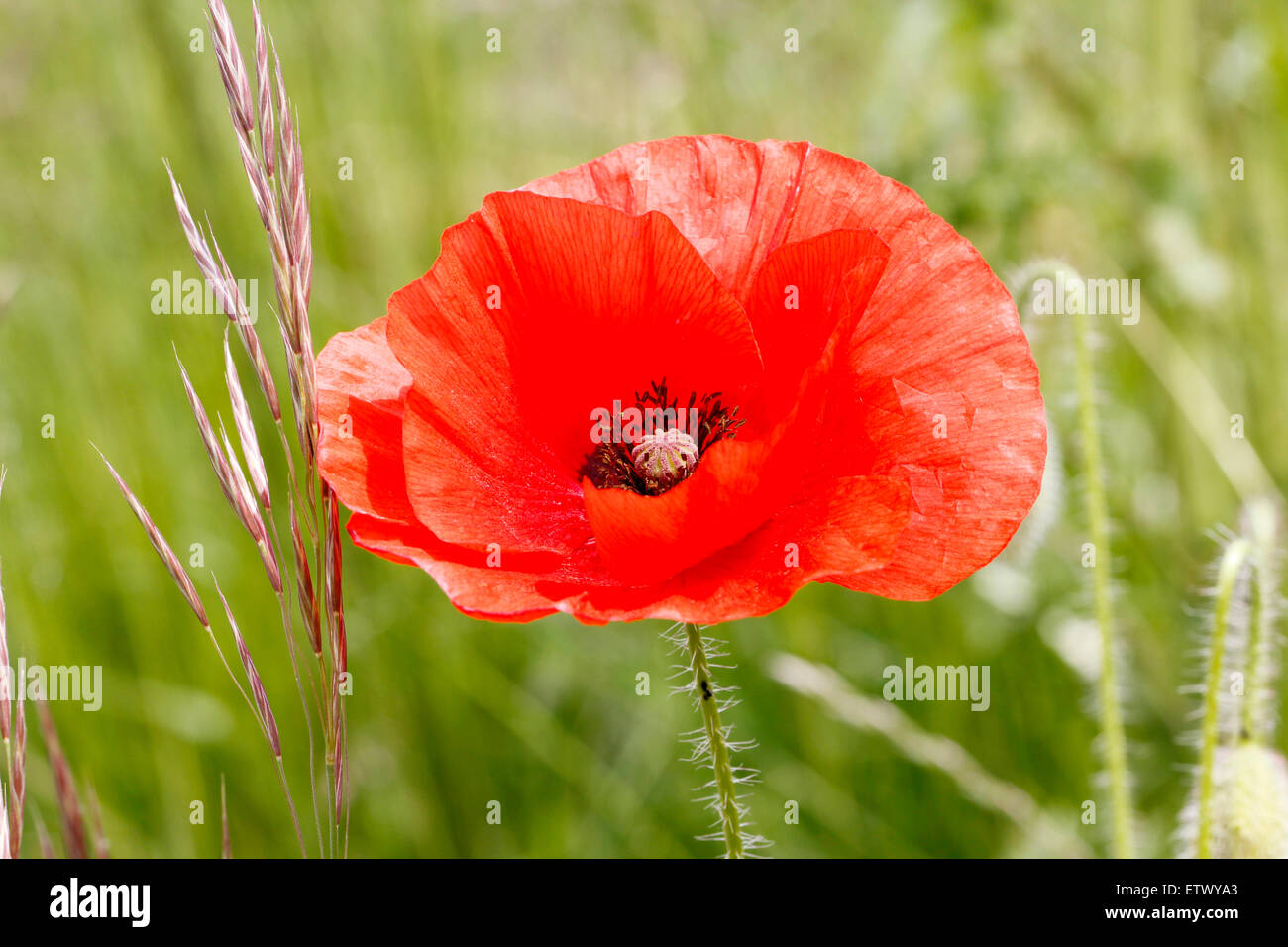 Poppy flower (Papaver rhoeas) in a cornfield, Canton of Thurgau ...