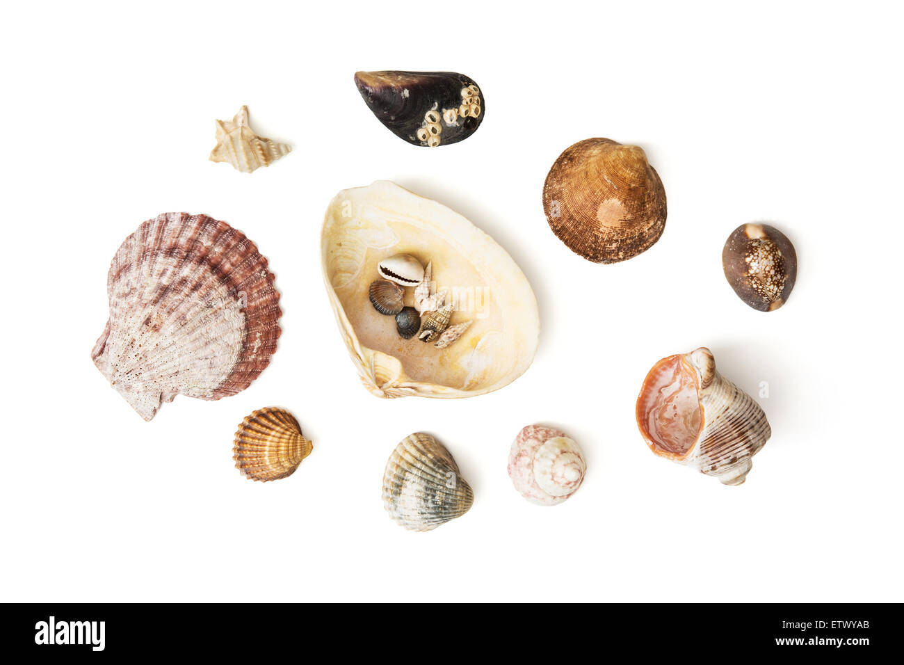 Mix of various sea shells on the white background. Summer holiday Stock ...