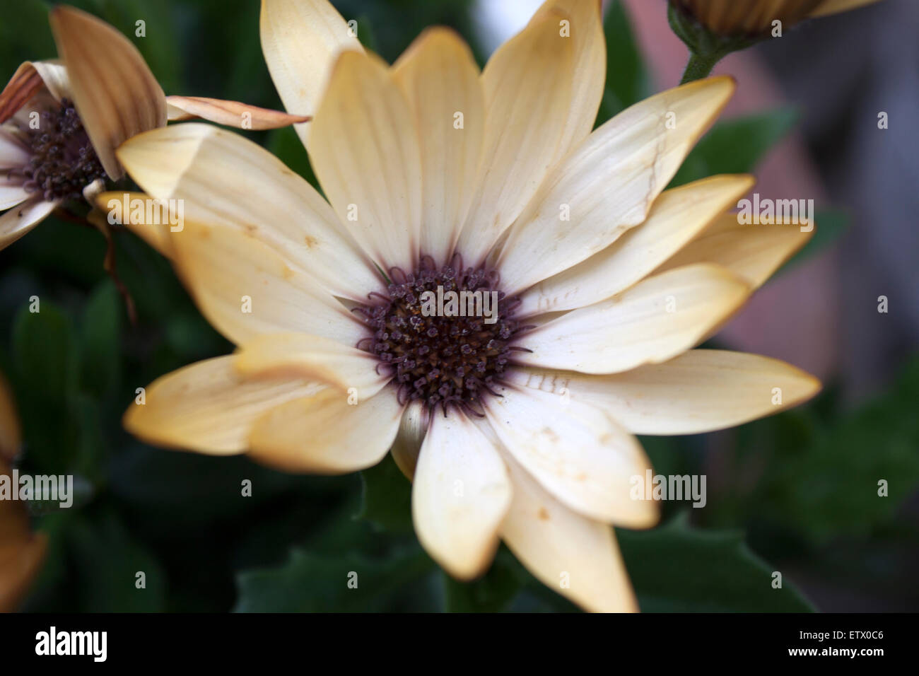 Purple and cream hi-res stock photography and images - Alamy